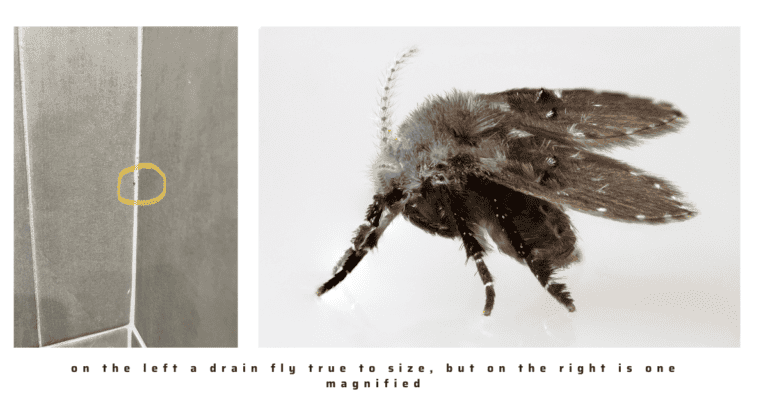 Drain Flies 101: Must Know Facts for Getting Rid of Them