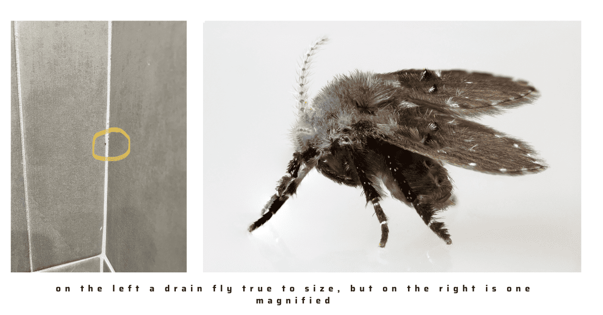 Drain Flies 101: Must Know Facts for Getting Rid of Them