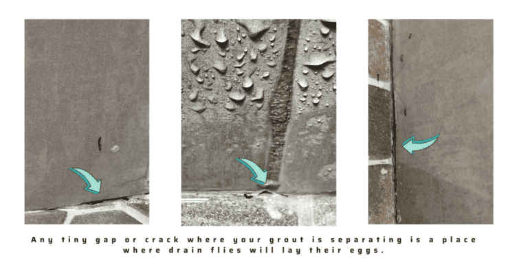 Drain Flies 101: Must Know Facts for Getting Rid of Them