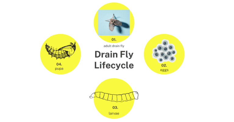 Drain Flies 101: Must Know Facts for Getting Rid of Them