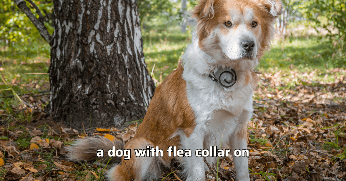 Easy Flea Remedies for a House - Natural Solutions