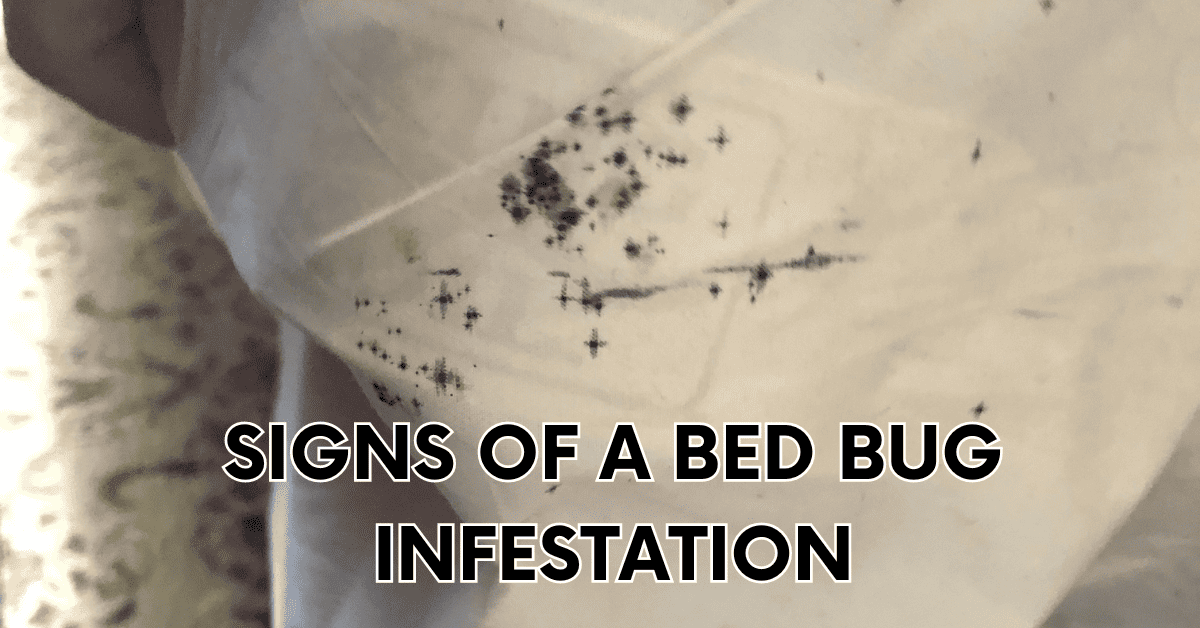 What is Bed Bug Fumigation? How Does it Work?