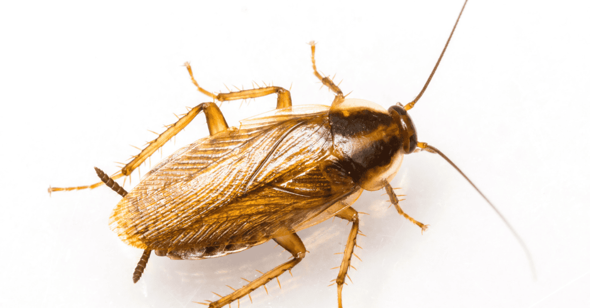 New York City Cockroaches: Common Types to Look Out For