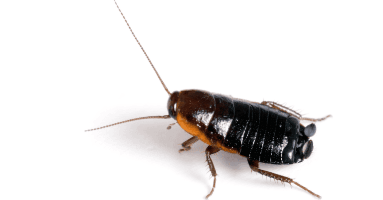 New York City Cockroaches: Common Types to Look Out For