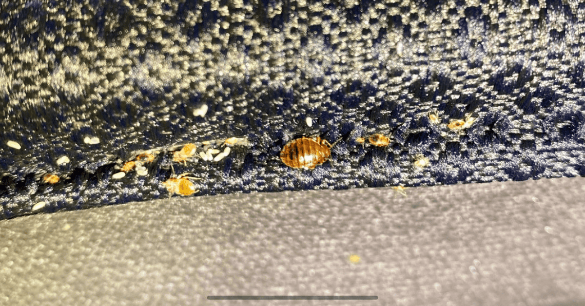 8 Surprising Reasons Why You Can't Get Rid of Bed Bugs