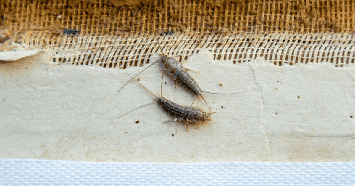 How to Get Rid of Silverfish: 14 Effective Ideas
