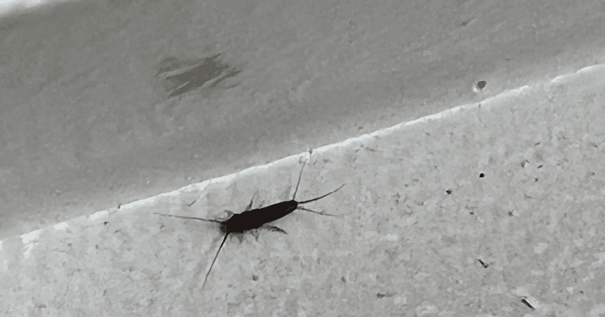 How to Get Rid of Silverfish: 14 Effective Ideas