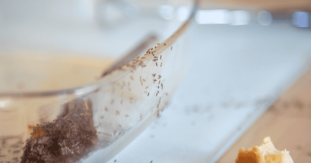 Banish Ants from Your Kitchen Forever: 10 Eco-Friendly Methods That ...