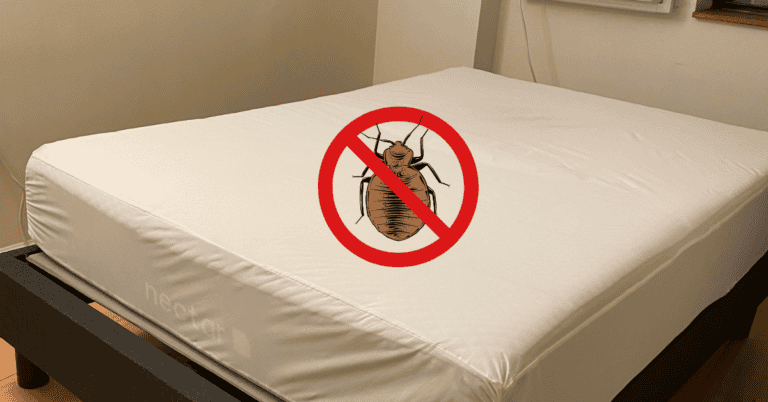 Five Mattress Covers That Are Essential in the Fight Against Bed Bugs ...