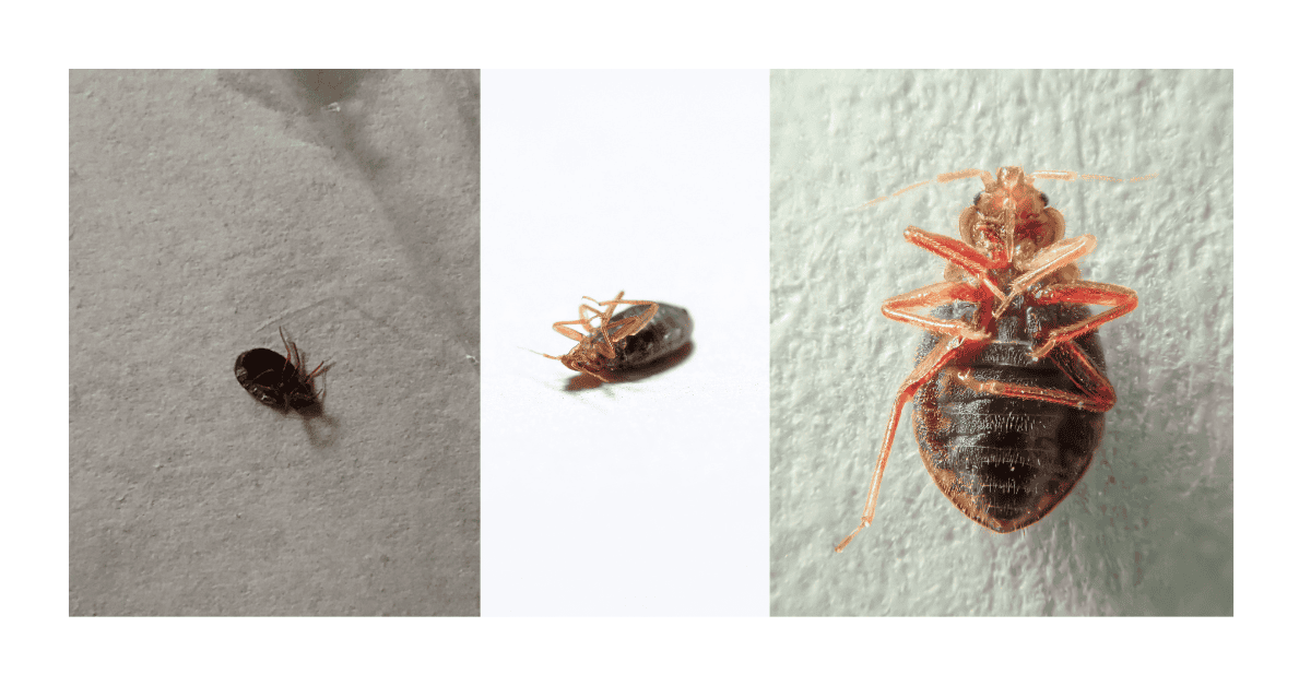Meet the Fungus that Kills Bed Bugs: Aprehend