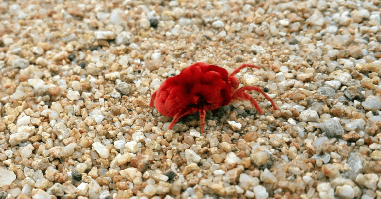 10 Tiny Red Bugs That Prove Size Doesn't Matter (When It Comes to ...