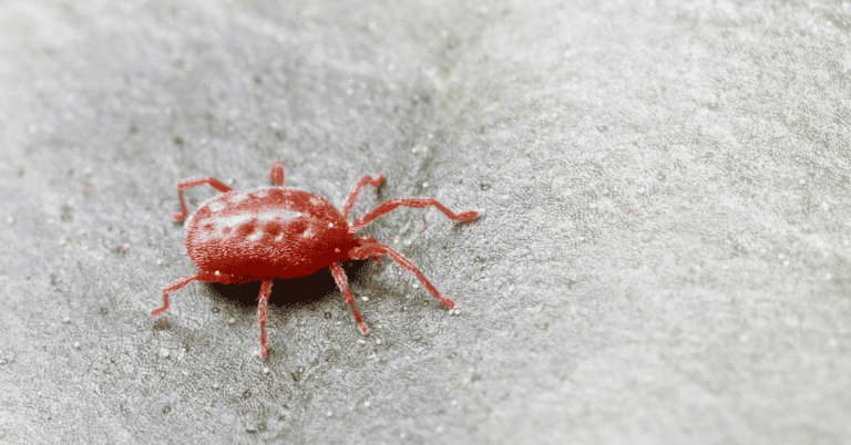 10 Tiny Red Bugs That Prove Size Doesn't Matter (When It Comes to ...