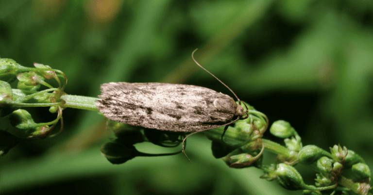 Moth-Free Living: 10 Natural Tricks You’ll Wish You Knew Sooner