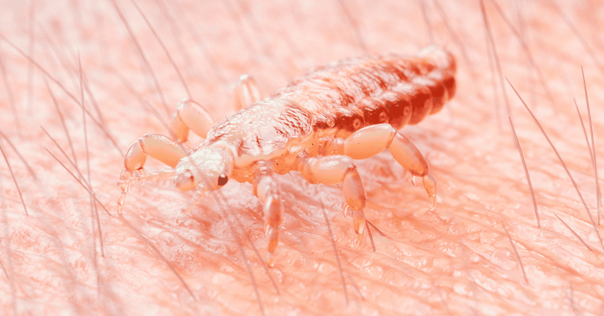 10 Tiny Red Bugs That Prove Size Doesn't Matter (When It Comes to ...