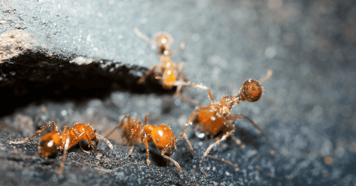 10 Tiny Red Bugs That Prove Size Doesn't Matter (When It Comes to ...