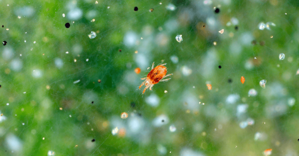 10 Tiny Red Bugs That Prove Size Doesn't Matter (When It Comes to ...