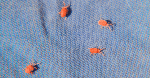 10 Tiny Red Bugs That Prove Size Doesn't Matter (When It Comes to ...