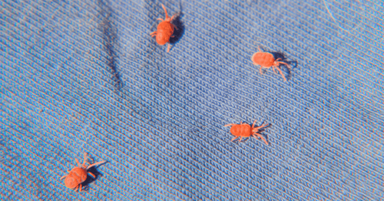 10 Tiny Red Bugs That Prove Size Doesn't Matter (When It Comes to ...