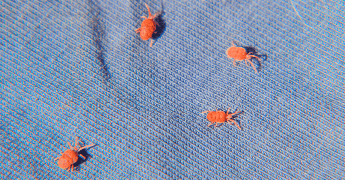 10 Tiny Red Bugs That Prove Size Doesn't Matter (When It Comes to ...