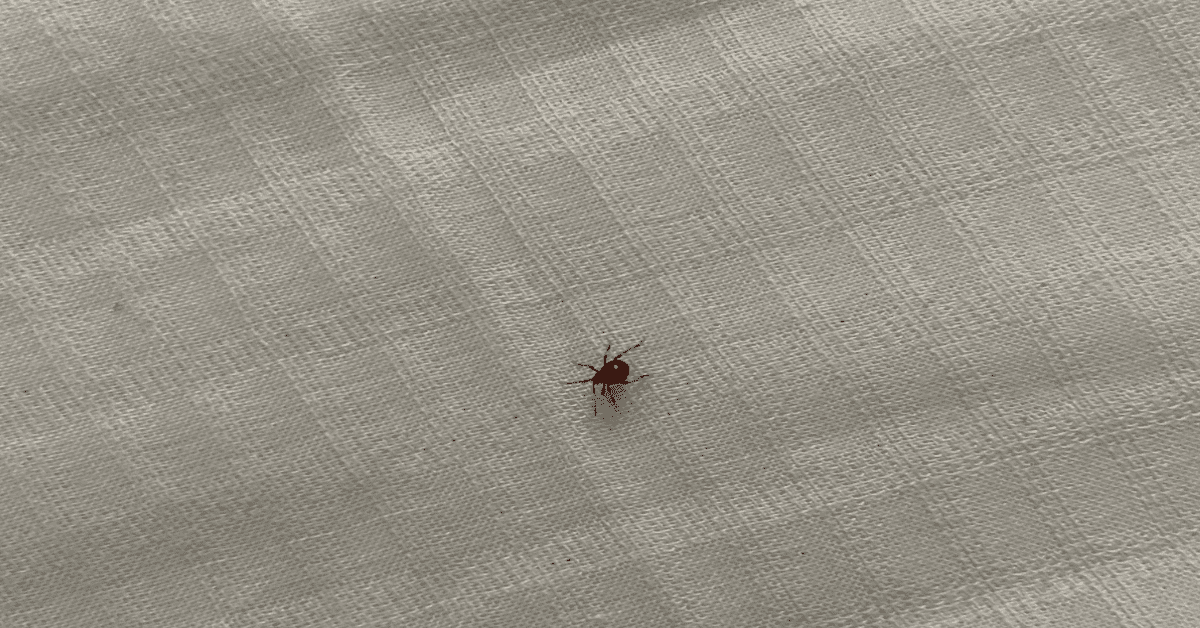 10 Tiny Red Bugs That Prove Size Doesn't Matter (When It Comes to ...