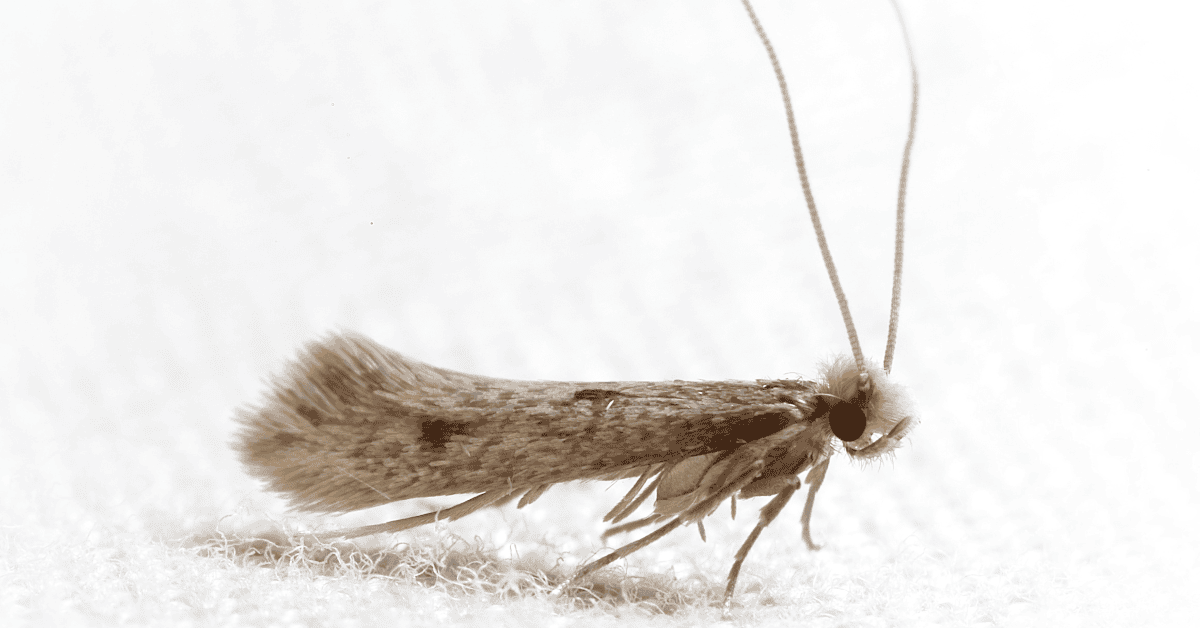 Moth-Free Living: 10 Natural Tricks You’ll Wish You Knew Sooner