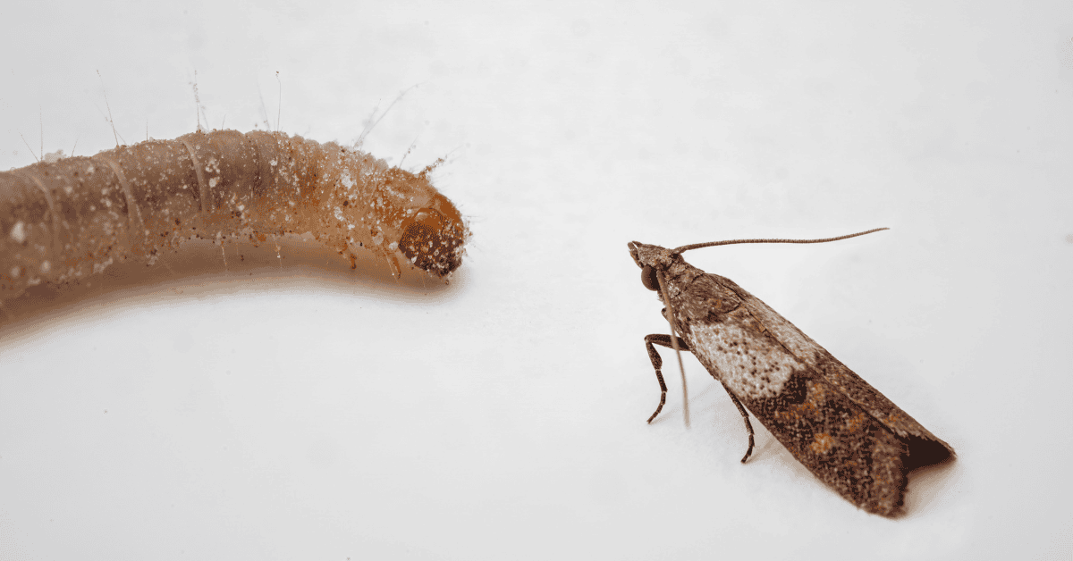 Moth-Free Living: 10 Natural Tricks You’ll Wish You Knew Sooner