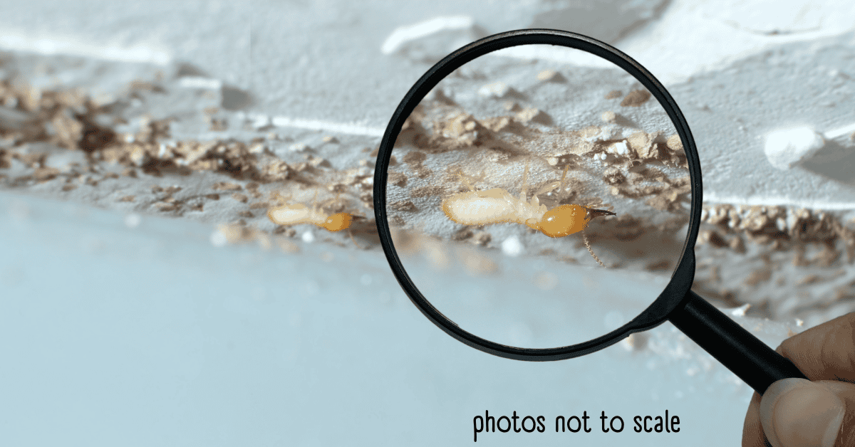 14 Bugs That Think Your Damp House is a 5-Star Resort