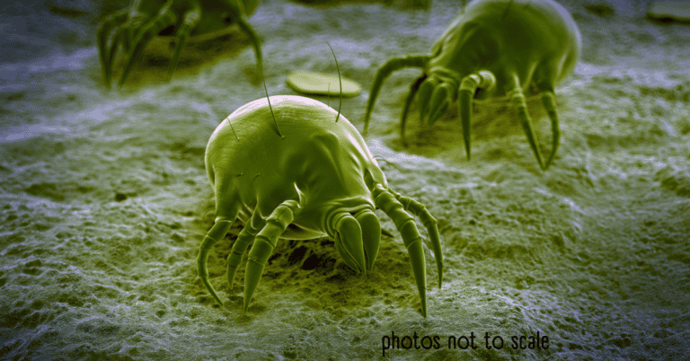 14 Bugs That Think Your Damp House is a 5-Star Resort