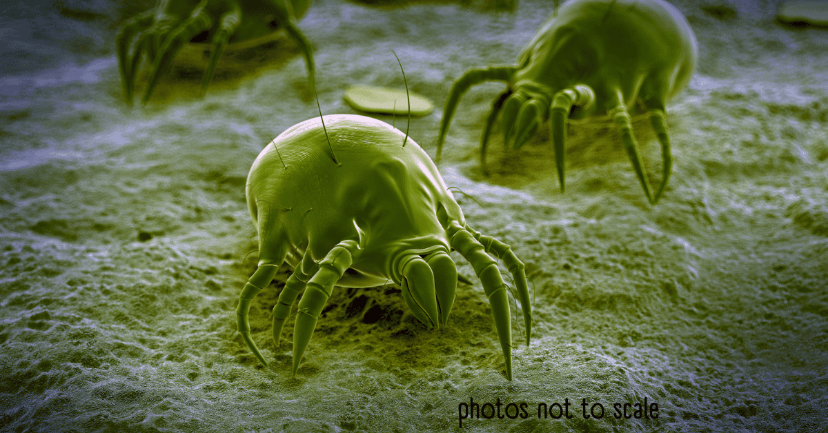 14 Bugs That Think Your Damp House is a 5-Star Resort