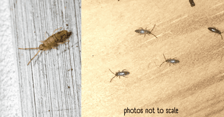 14 Bugs That Think Your Damp House is a 5-Star Resort