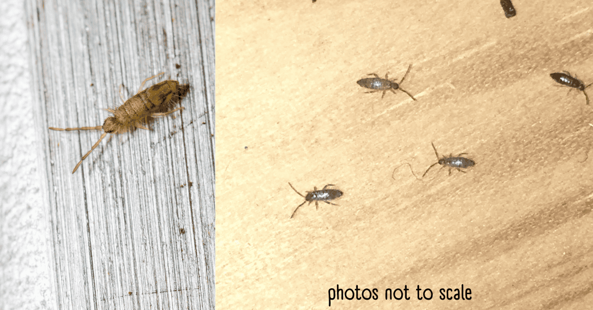 14 Bugs That Think Your Damp House is a 5-Star Resort