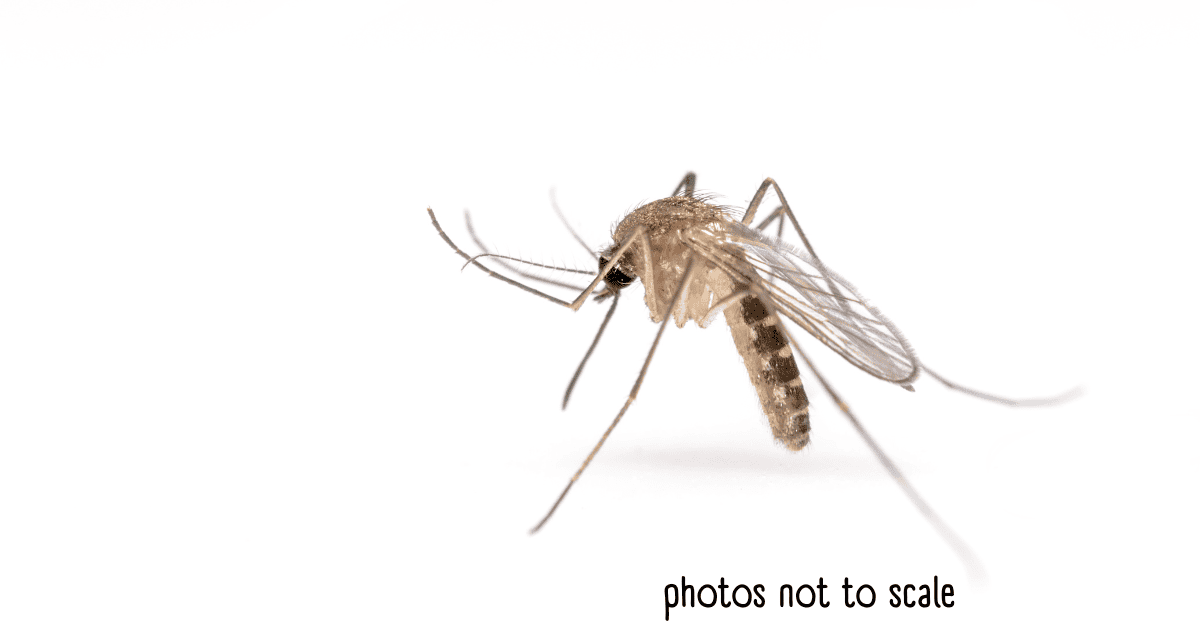 14 Bugs That Think Your Damp House is a 5-Star Resort