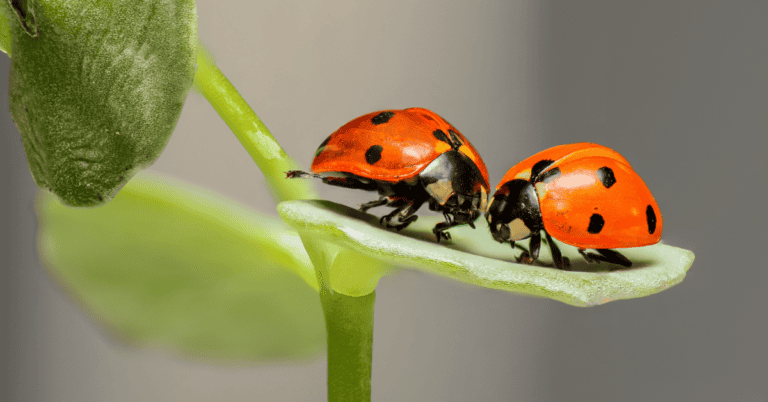 Beetles for Beginners: 12 Fun Facts Kids Will Love