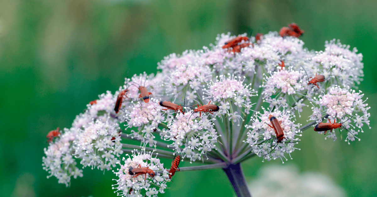 Beetles for Beginners: 12 Fun Facts Kids Will Love
