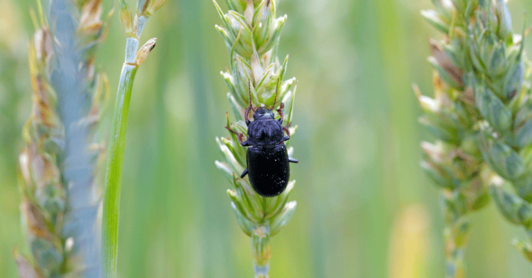 Beetles for Beginners: 12 Fun Facts Kids Will Love