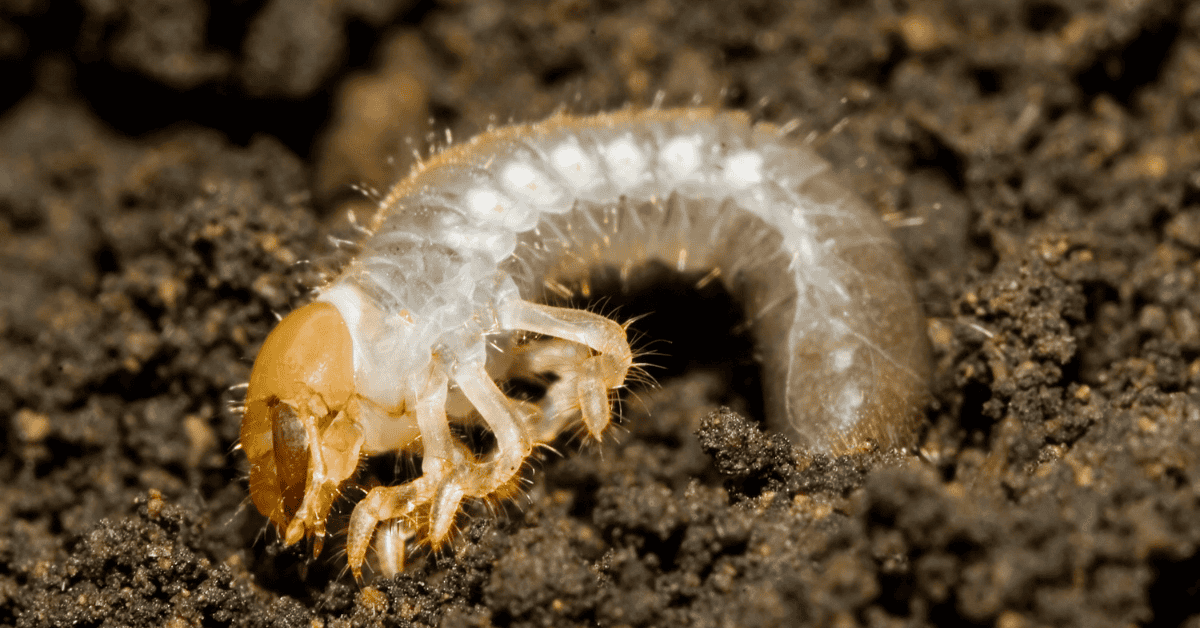 Beetles for Beginners: 12 Fun Facts Kids Will Love