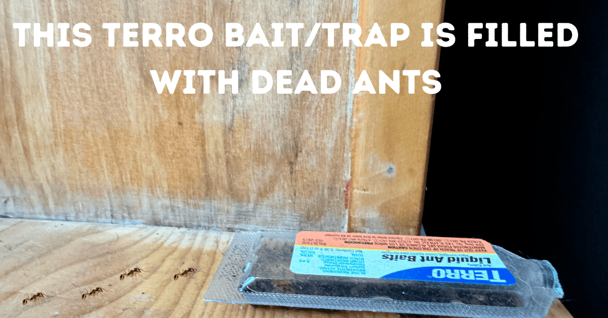 Sugar Ants Invading? Here's How to Kick Them Out For Good