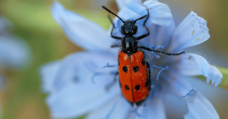 Beetles for Beginners: 12 Fun Facts Kids Will Love