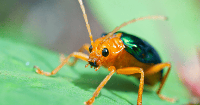 Beetles for Beginners: 12 Fun Facts Kids Will Love