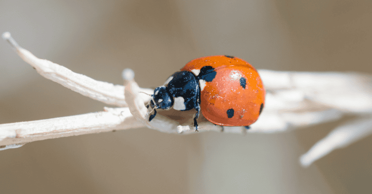 Beetles for Beginners: 12 Fun Facts Kids Will Love