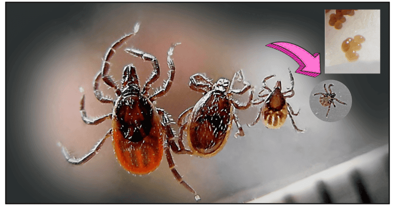 Think You Know Ticks? These 10 Facts Will Have You Second-Guessing