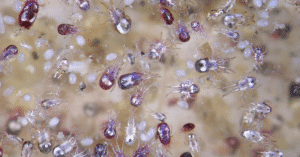 20 Red Bugs You Can Find in a House - Doctor Sniffs