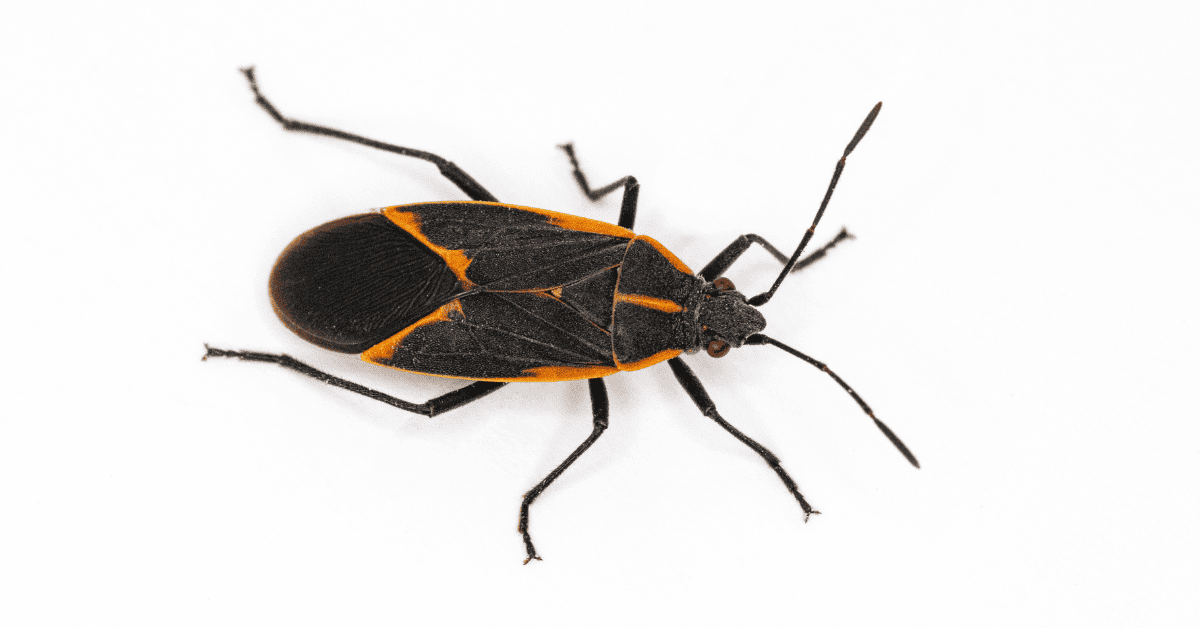 20 Red Bugs You Can Find in a House - Doctor Sniffs