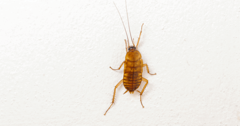 20 Red Bugs You Can Find in a House - Doctor Sniffs