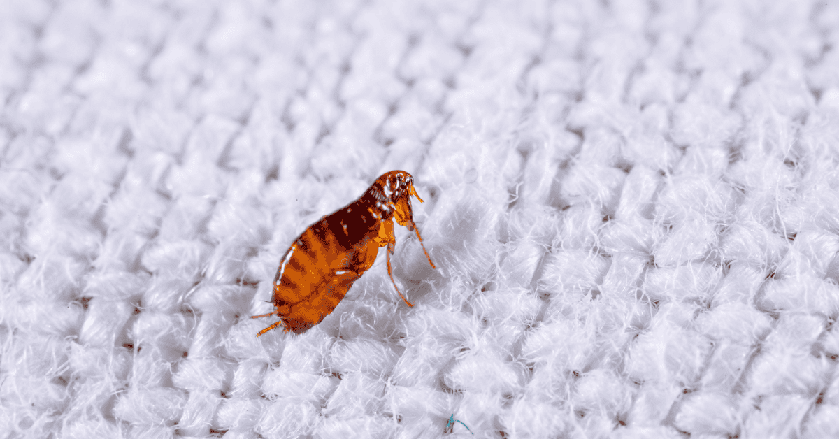 20 Red Bugs You Can Find in a House - Doctor Sniffs