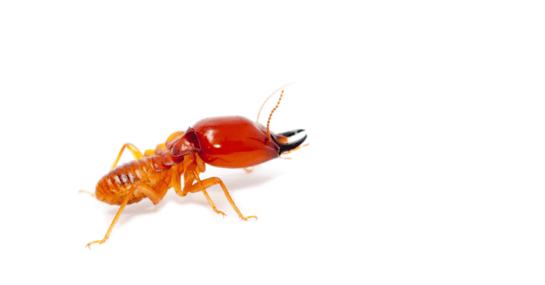20 Red Bugs You Can Find in a House - Doctor Sniffs
