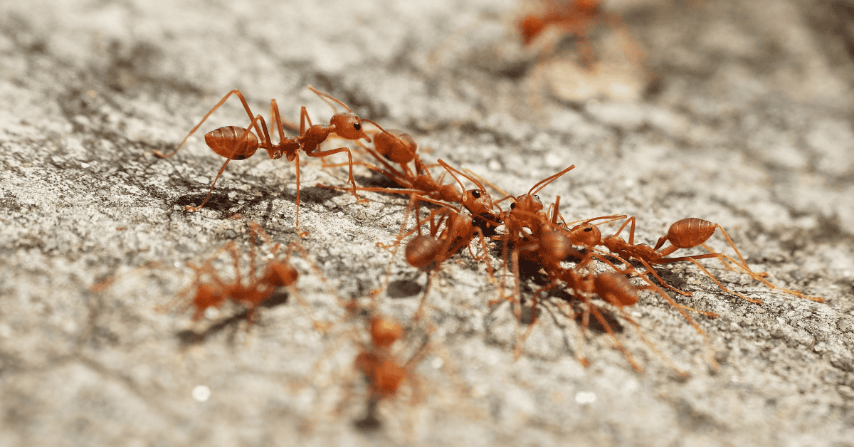 20 Red Bugs You Can Find in a House - Doctor Sniffs