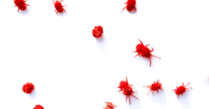 20 Red Bugs You Can Find in a House - Doctor Sniffs