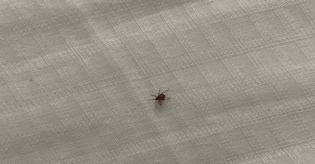 20 Red Bugs You Can Find in a House - Doctor Sniffs