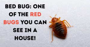 20 Red Bugs You Can Find in a House - Doctor Sniffs